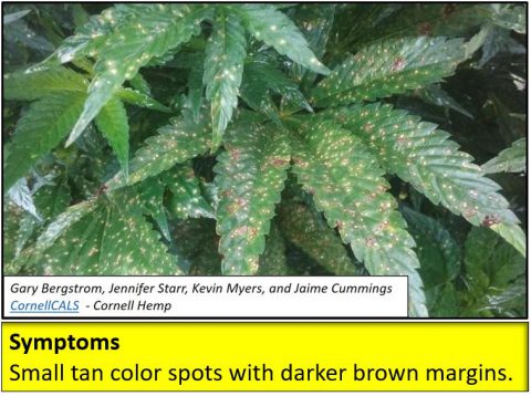 Hemp Diseases in North Florida | Panhandle Agriculture