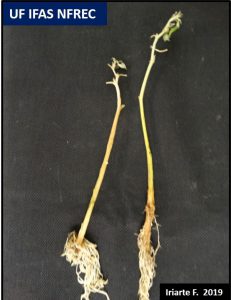 Hemp Diseases in North Florida | Panhandle Agriculture