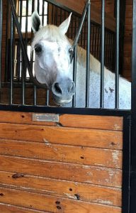 Is it Coping or a Vice? Understanding Stereotypic Behaviors in Horses ...
