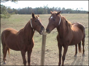 Is it Coping or a Vice? Understanding Stereotypic Behaviors in Horses ...
