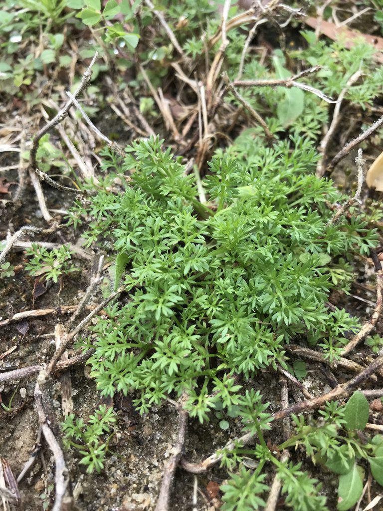 Unsightly and Painful Winter Barnyard Weeds | Panhandle Agriculture