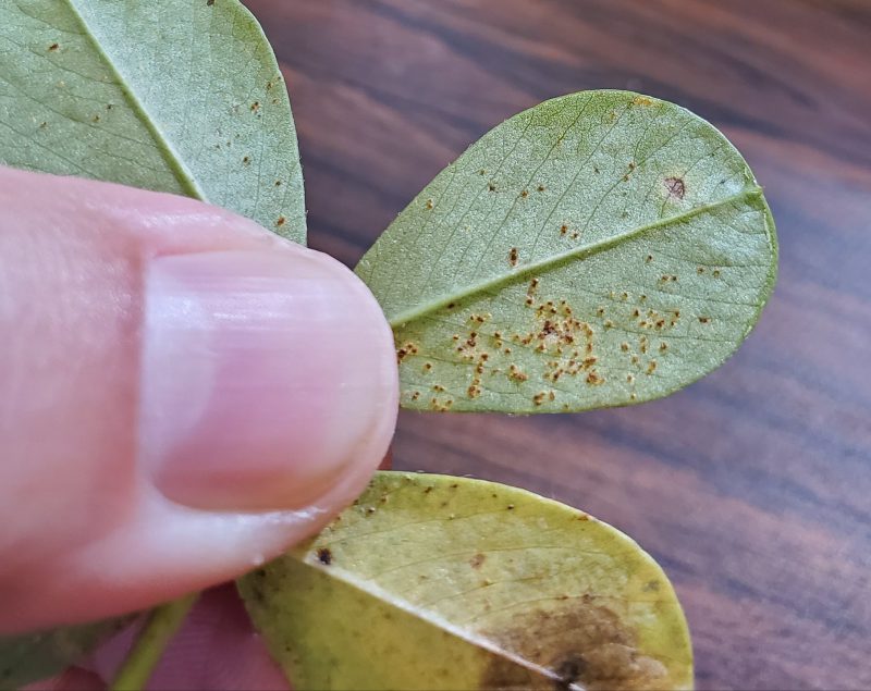 Early-Season Peanut Disease Management for the 2021 Season | Panhandle ...