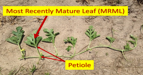 April 19 Watermelon Crop Update | Panhandle Agriculture
