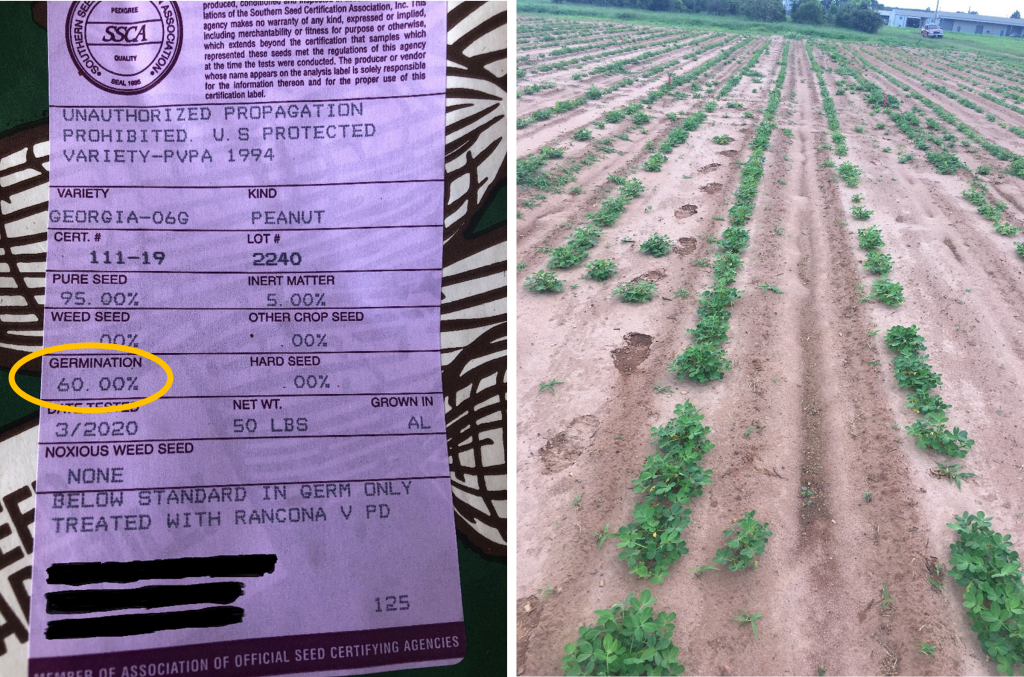 Four Early-Season Lessons from 2020 Peanut Production | Panhandle ...