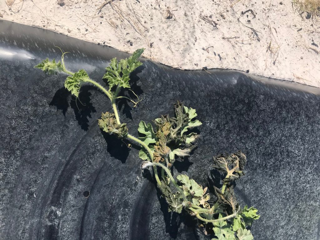 April 5 Watermelon Crop Update | Panhandle Agriculture