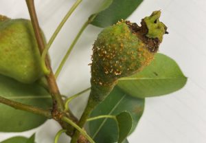 Cedar Apple Rust Has Arrived on Fruit Trees | Panhandle Agriculture