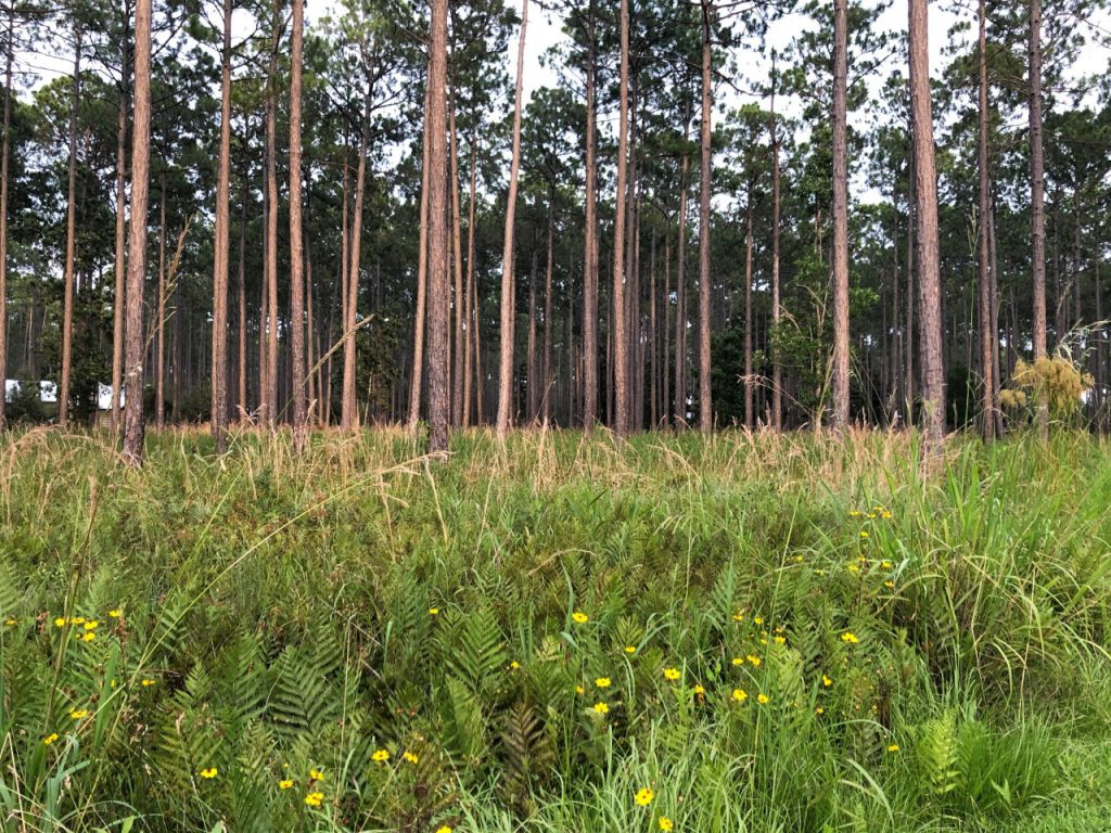 Healthy Forest and Land Management Decisions | Panhandle Agriculture