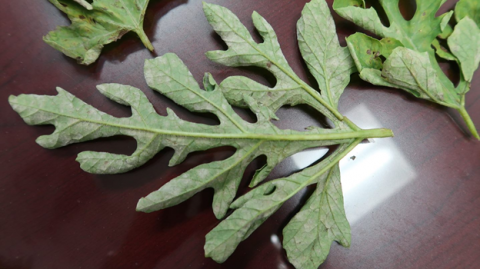 May 17 Watermelon Crop Update | Panhandle Agriculture