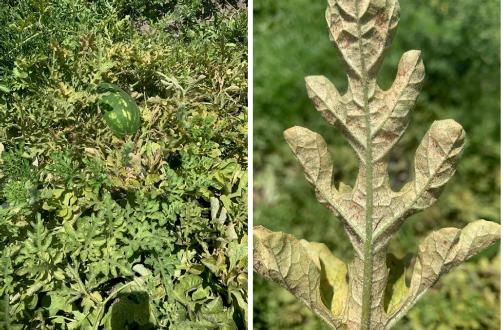 June 14 Watermelon Crop Update | Panhandle Agriculture