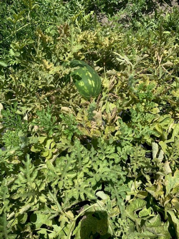 June 14 Watermelon Crop Update | Panhandle Agriculture
