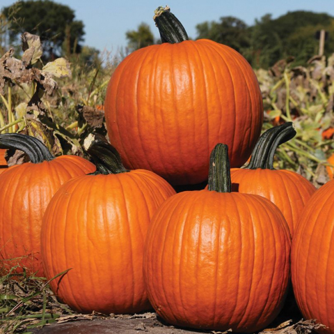 Pumpkin Production in North Florida | Panhandle Agriculture
