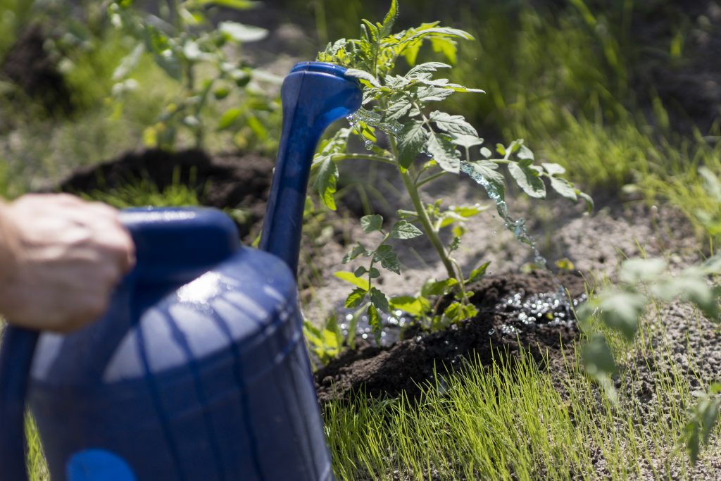 Water container watering a plant in a garden. Photo taken 10-09-20 ...