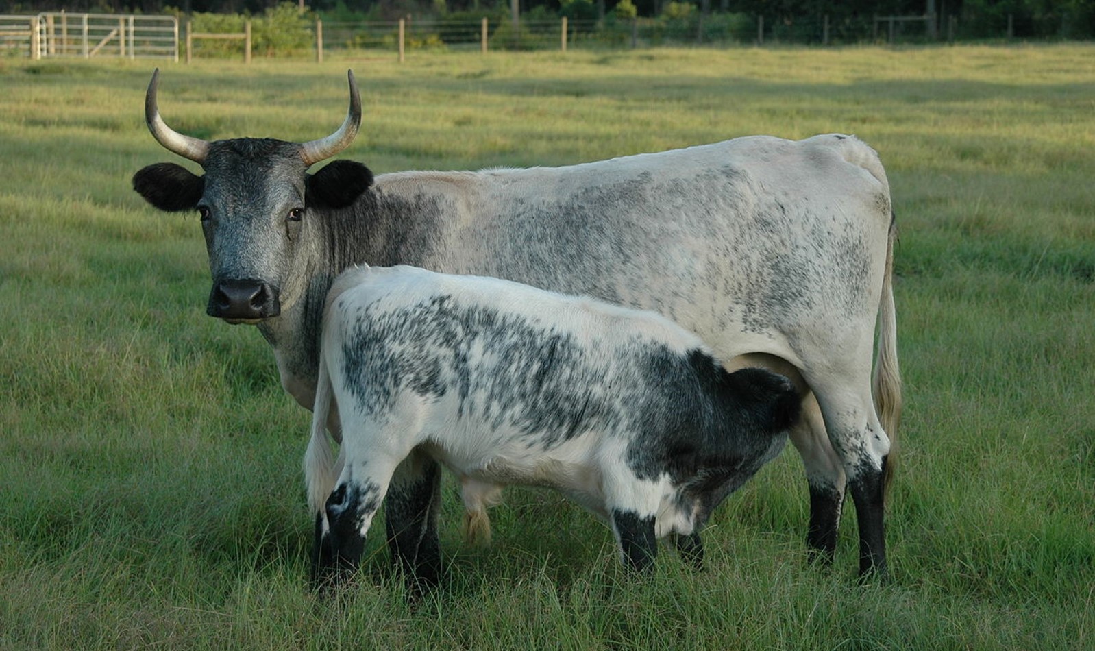 Friday Feature: Florida Cracker Cattle – A Spanish Legacy | Panhandle ...