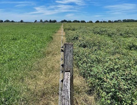 How Weed Infestations in Pastures affect Cattle Performance ...