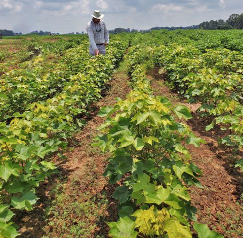 Abundant Rainfall led to Cotton Sulfur Deficiency in Low Areas ...