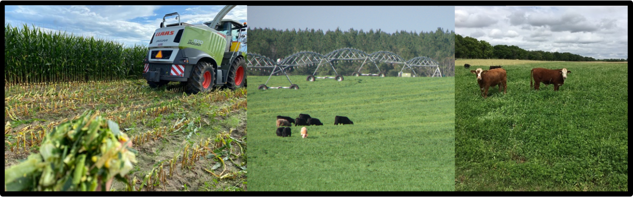 National Beef Wire | Beef & Forage Field Day