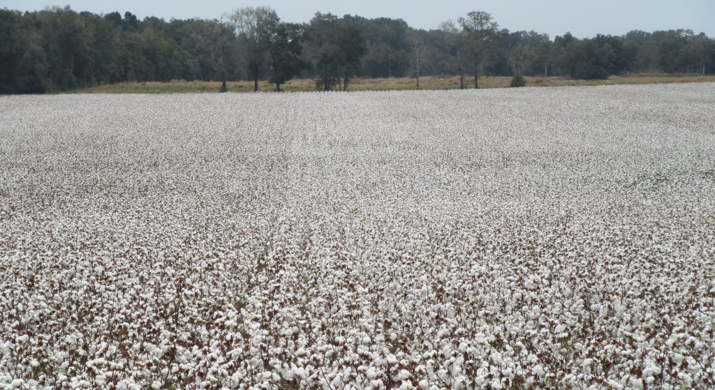 Defoliating Cotton to Create Florida’s Snowy Fields | Panhandle Agriculture