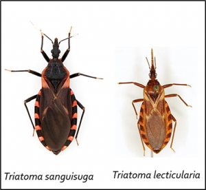 Chagas Disease – A Health Risk for Rural People in the Southeastern U.S ...