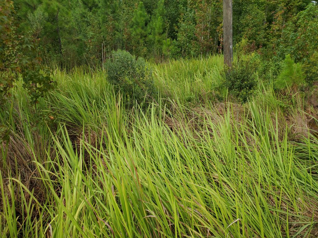 Controlling Invasive Cogongrass | Panhandle Agriculture