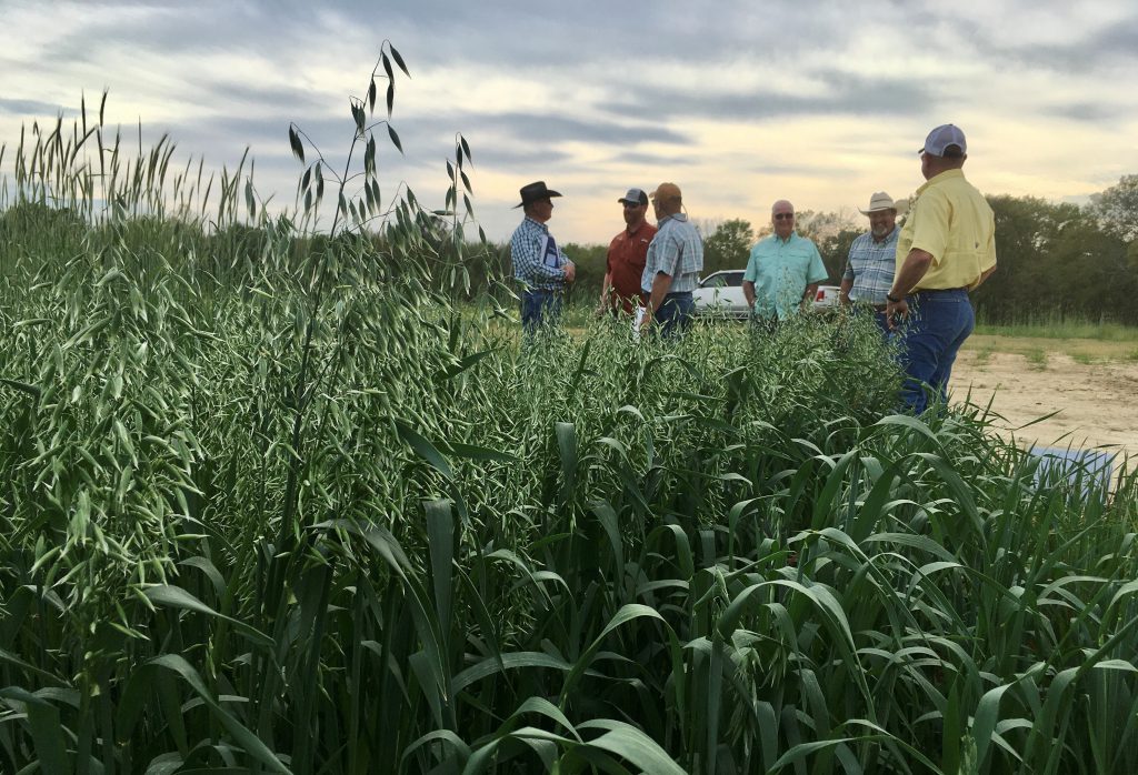 Cool-Season Forages Kickoff Discussion Video | Panhandle Agriculture