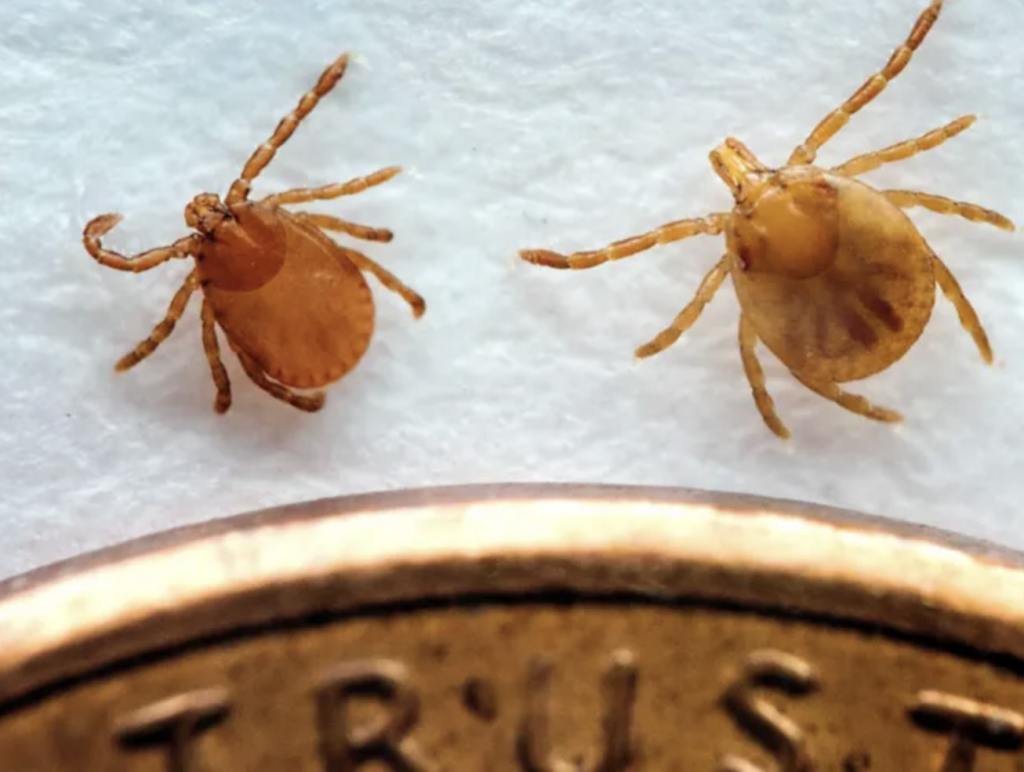 Asian Longhorned Tick found on North Georgia Cow | Panhandle Agriculture