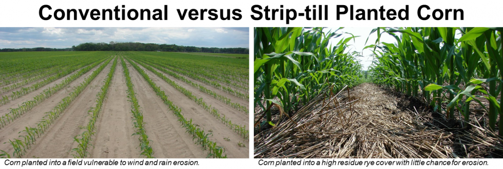 History of Conservation Tillage and Cover Crop Use in Florida ...