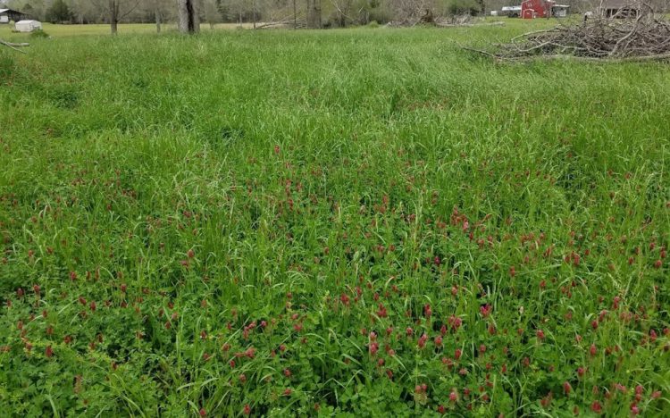 Strategies to Manage Cost of Production in Pasture Systems | Panhandle ...