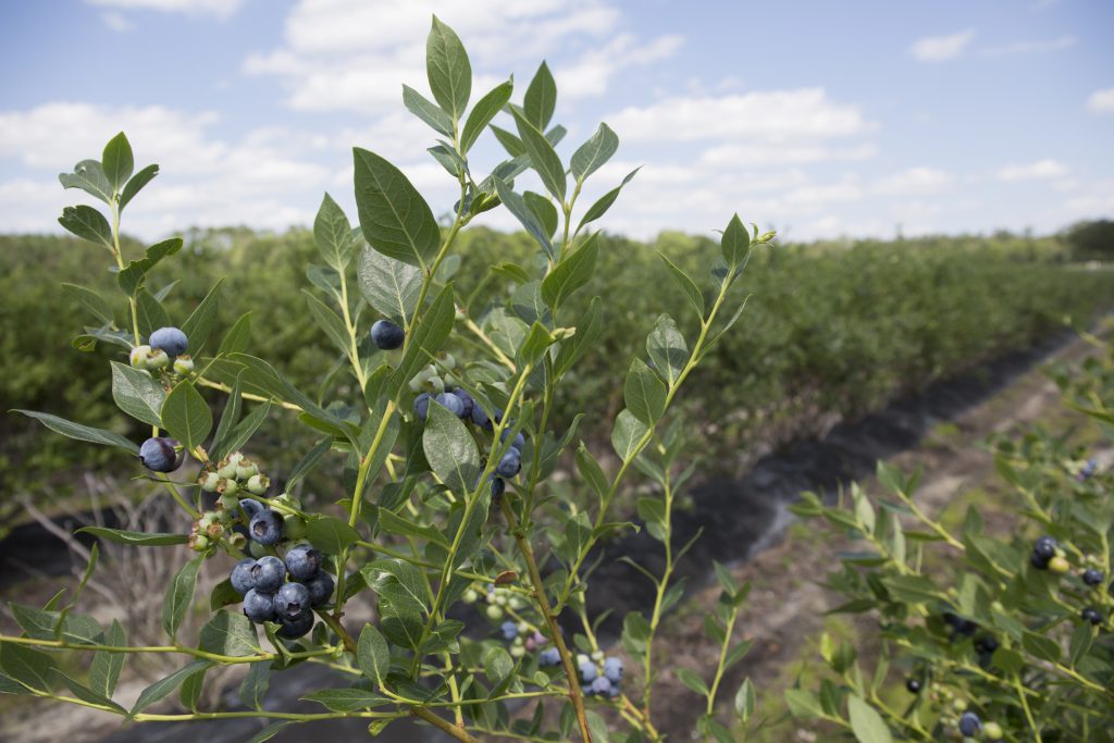 Blueberry Plant in Field | Panhandle Agriculture
