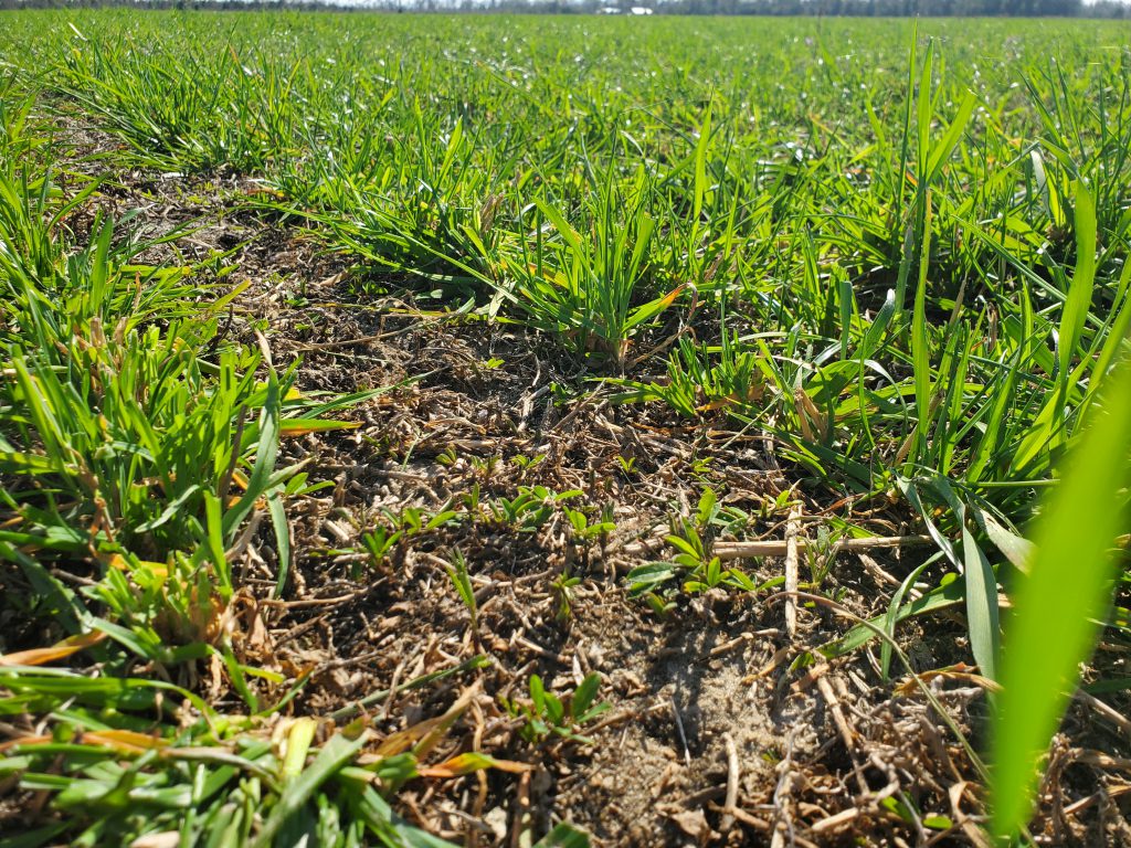 Long-Term Cost Savings from Adding Perennial Peanut to Grass Pastures | Panhandle Agriculture