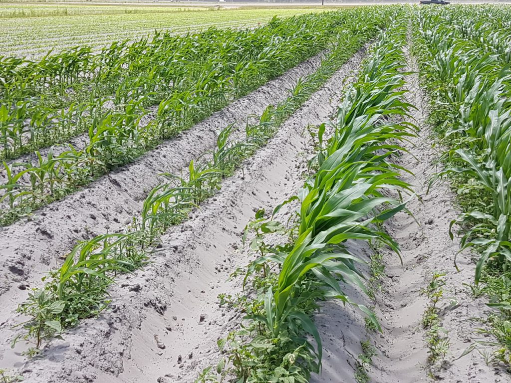 Which Nematicides are Effective for Managing Nematodes in Field Corn ...