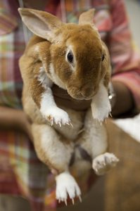 Keep Your Rabbits Healthy and Safe from RHDV2 | Panhandle Agriculture