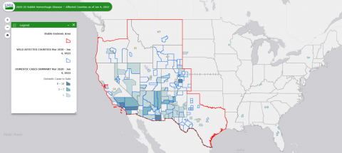 Keep Your Rabbits Healthy and Safe from RHDV2 | Panhandle Agriculture