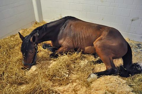 Know the Signs of Botulisim in Horses | Panhandle Agriculture