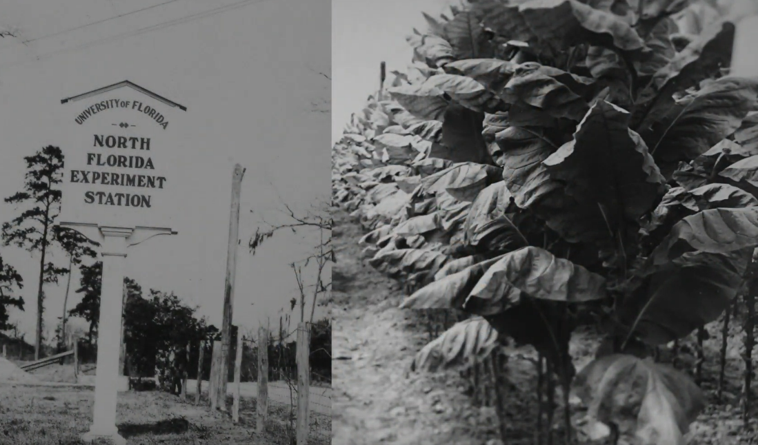Friday Feature: 100 Year History of UF/IFAS NFREC | Panhandle Agriculture