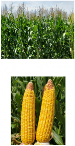 Wallau Silage Field Day graphic | Panhandle Agriculture