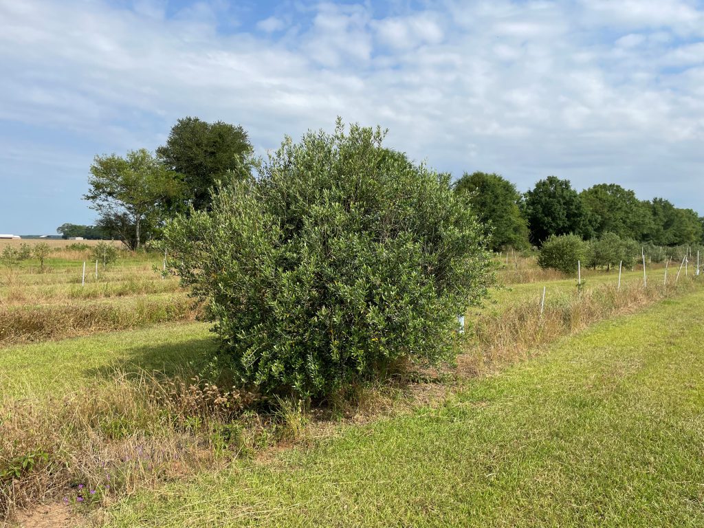 Alternative Crops – Florida Olive Production | Panhandle Agriculture