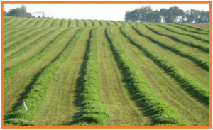 Perennial Peanut Hay windrows | Panhandle Agriculture