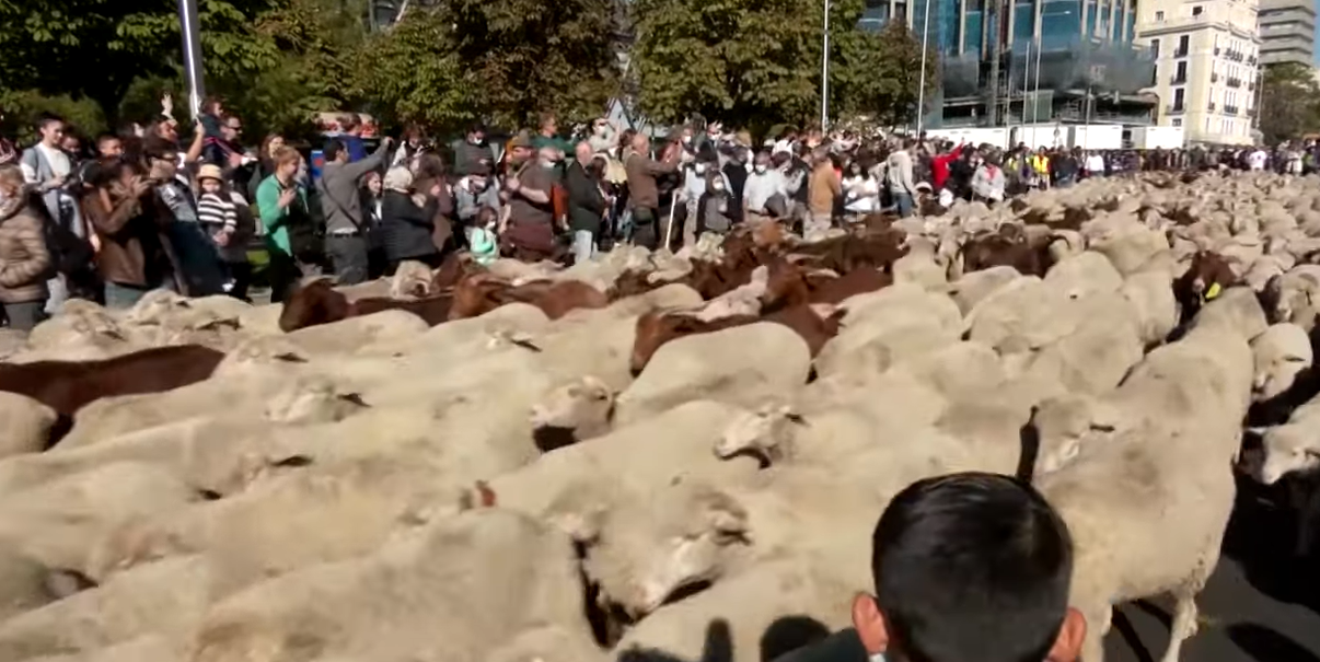 Friday Feature: Sheep Drive Through the Streets of Madrid | Panhandle ...