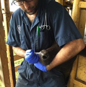 Animal Vaccines – Principles, Types, and Important Points to Know ...