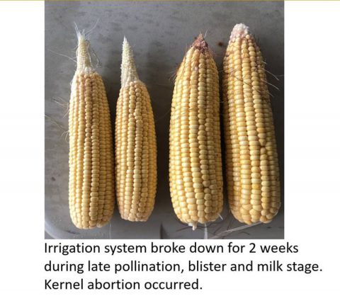 Georgia Grain News 6-24-22- Corn Status & Stages | Panhandle Agriculture