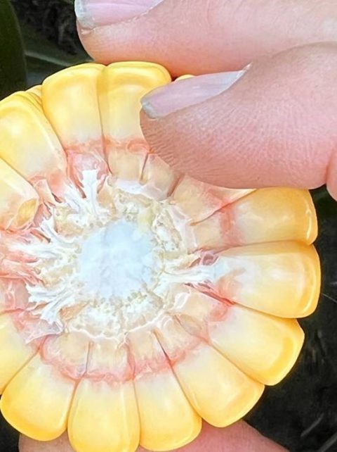 Georgia Grain News 6-24-22- Corn Status & Stages | Panhandle Agriculture