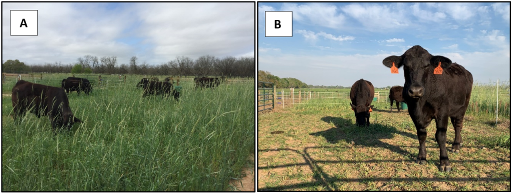 Grazing Cover Crops Increases Peanut Yield and Mitigates Nitrate ...