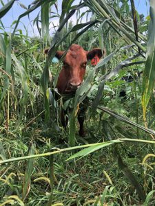 Grazing Stocker Cattle on Warm-Season Annual Forages | Panhandle Agriculture