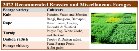 Cool-Season Forages – A Pasture Perspective for 2022 | Panhandle Agriculture