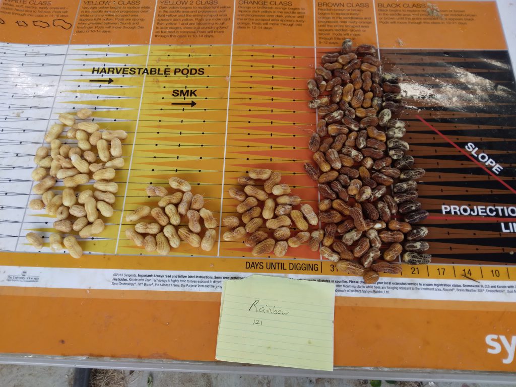 Final Peanut Management Decisions and Harvest | Panhandle Agriculture