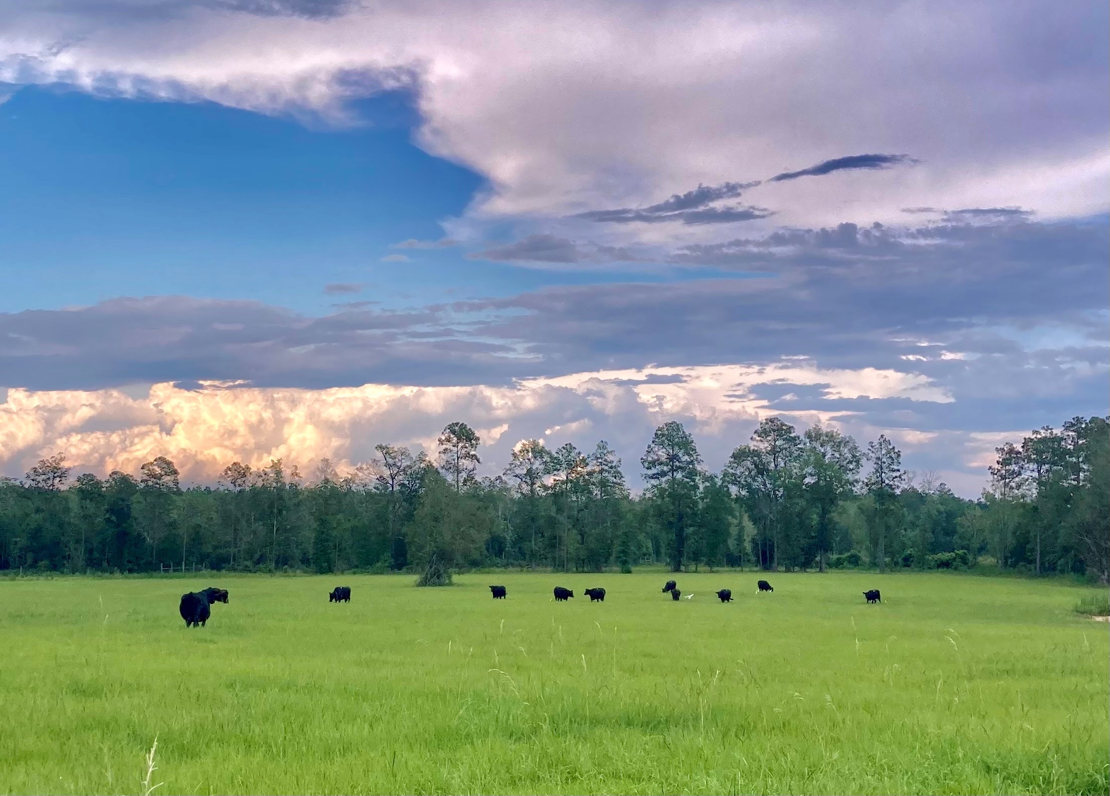 Sunset Herd | Panhandle Agriculture