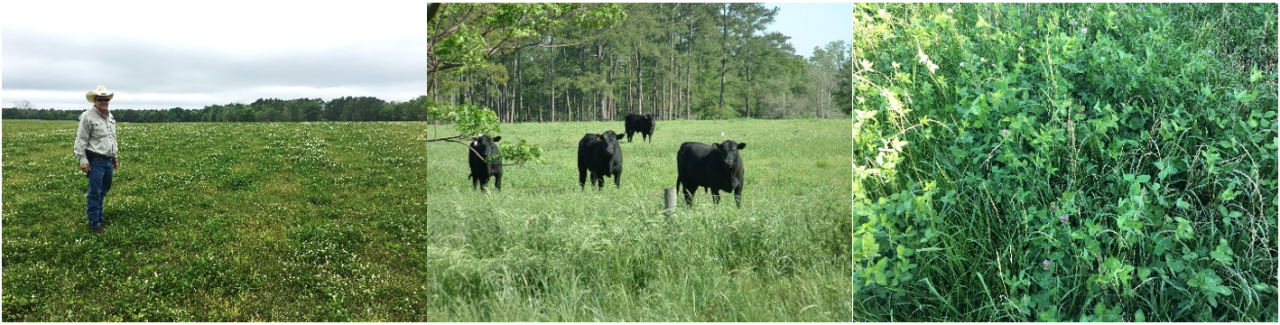 Cool-Season Forages – A Pasture Perspective for 2022 | Panhandle Agriculture