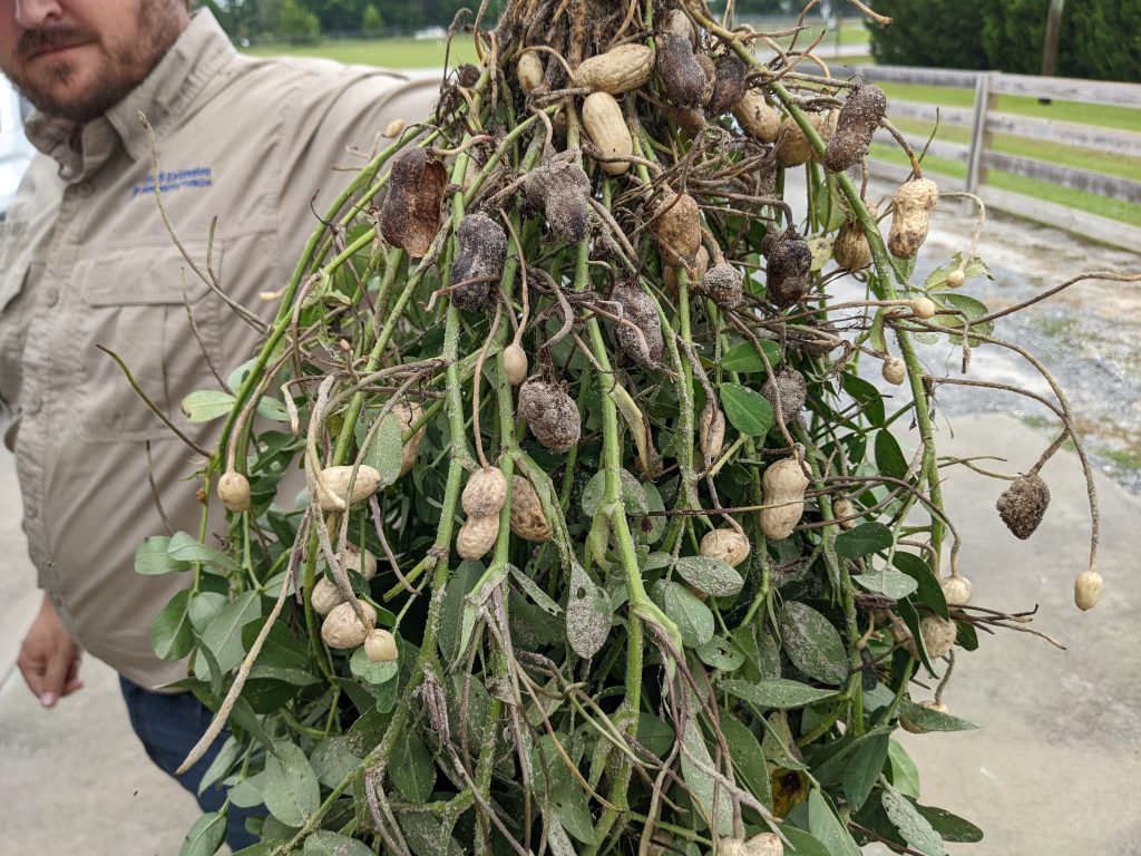 End of Season Peanut Disease Notes | Panhandle Agriculture