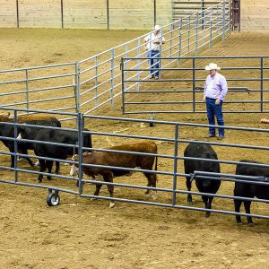 Stockmanship cattle handeling | Panhandle Agriculture