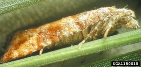 Pine Tip Moths Damaging Young Trees in Panhandle Pine Plantations ...